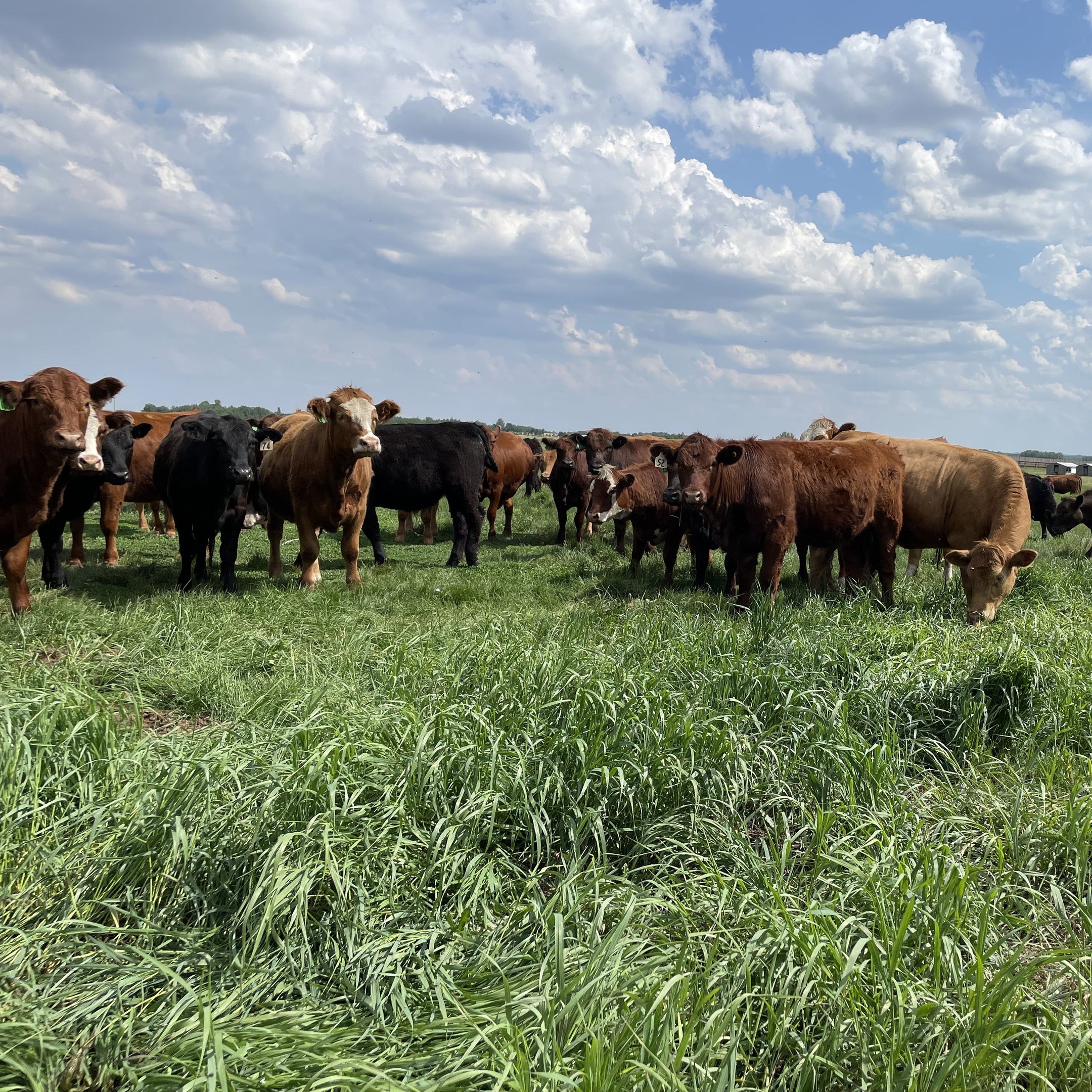 Sunworks Farm | Local Organic Ethical Meat Products