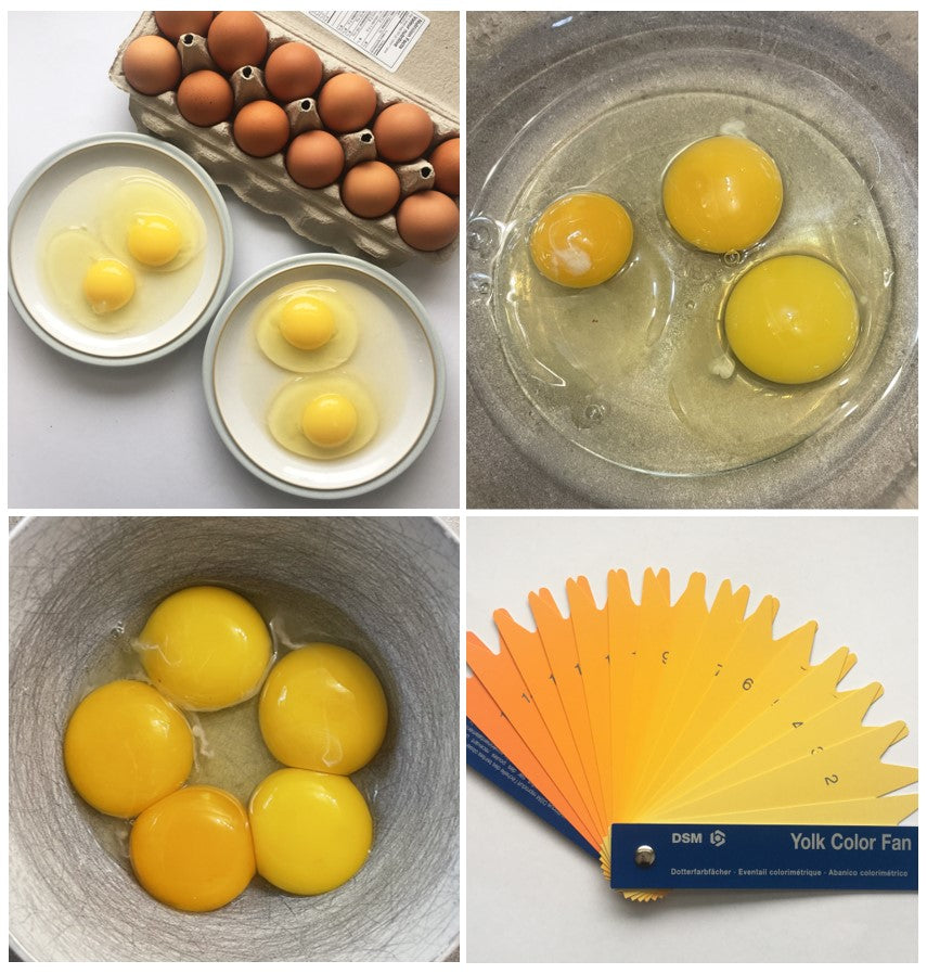egg and colours