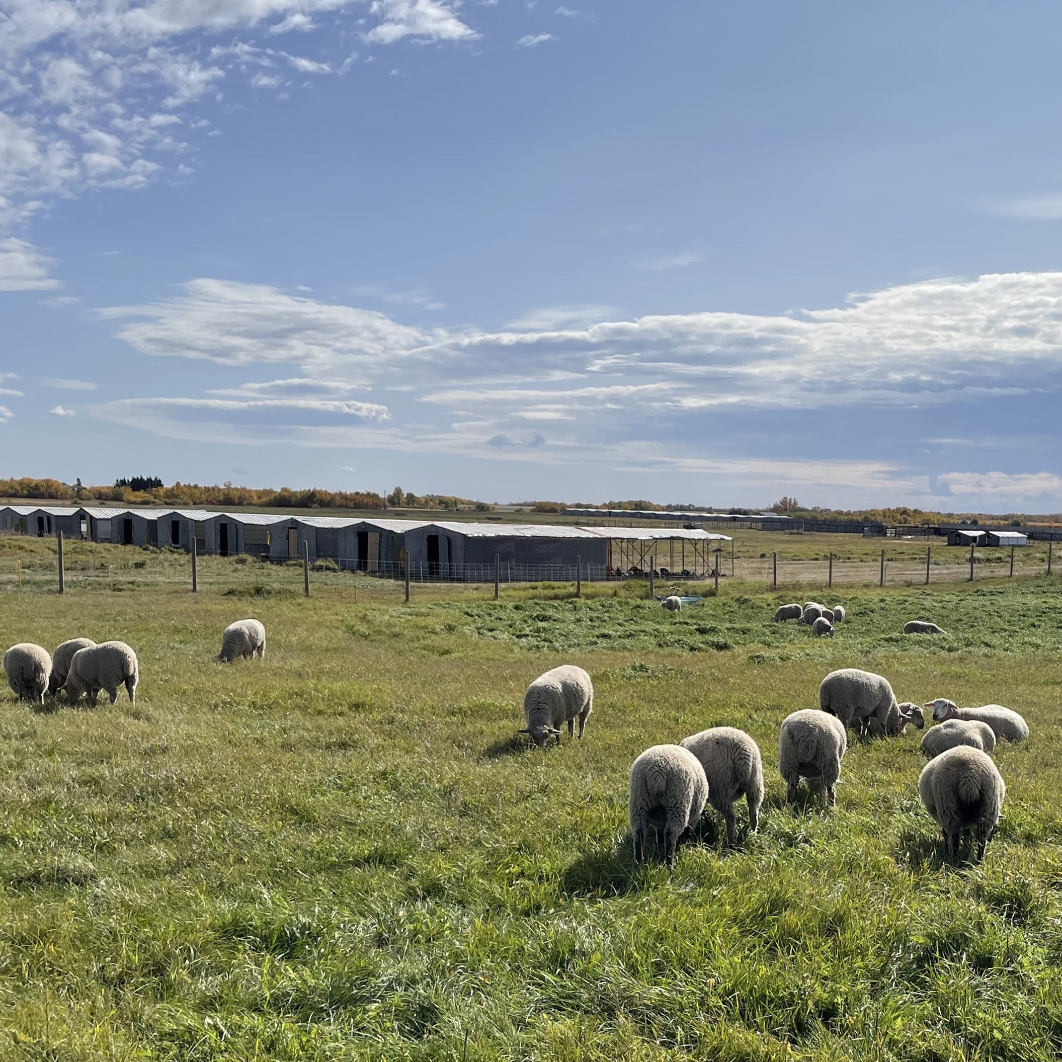 Sunworks Farm | Local Organic Ethical Meat Products