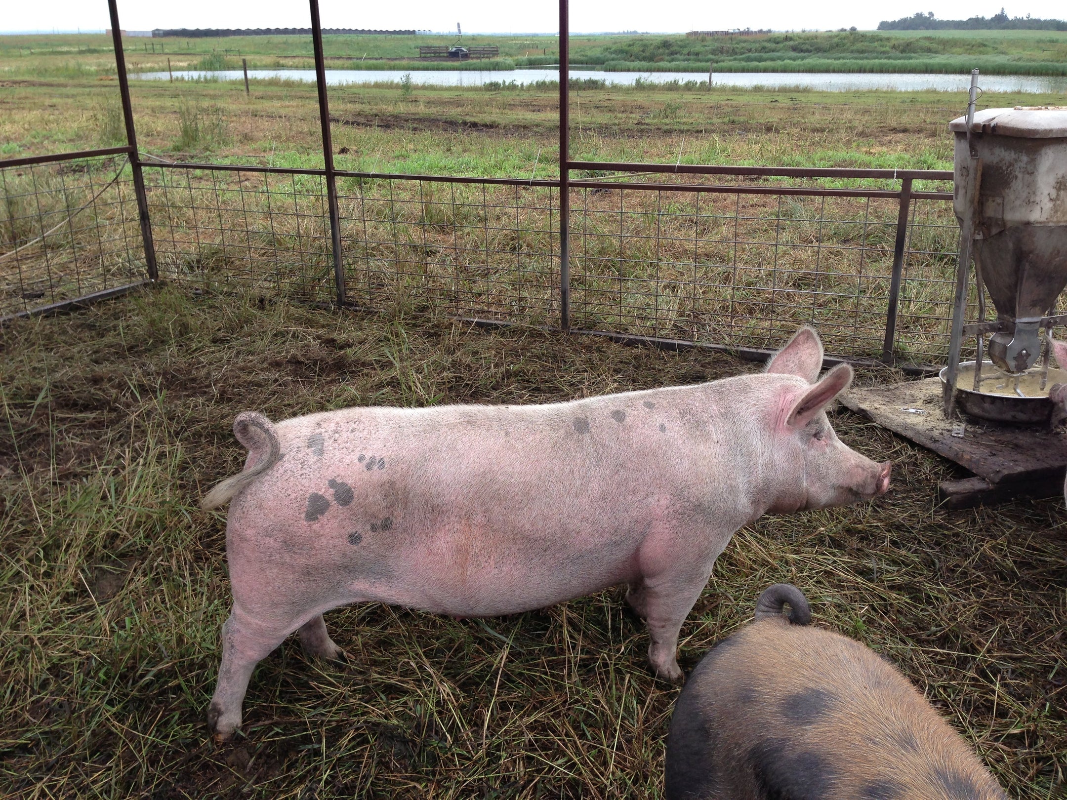 Sunworks Farm | Local Organic Ethical Meat Products