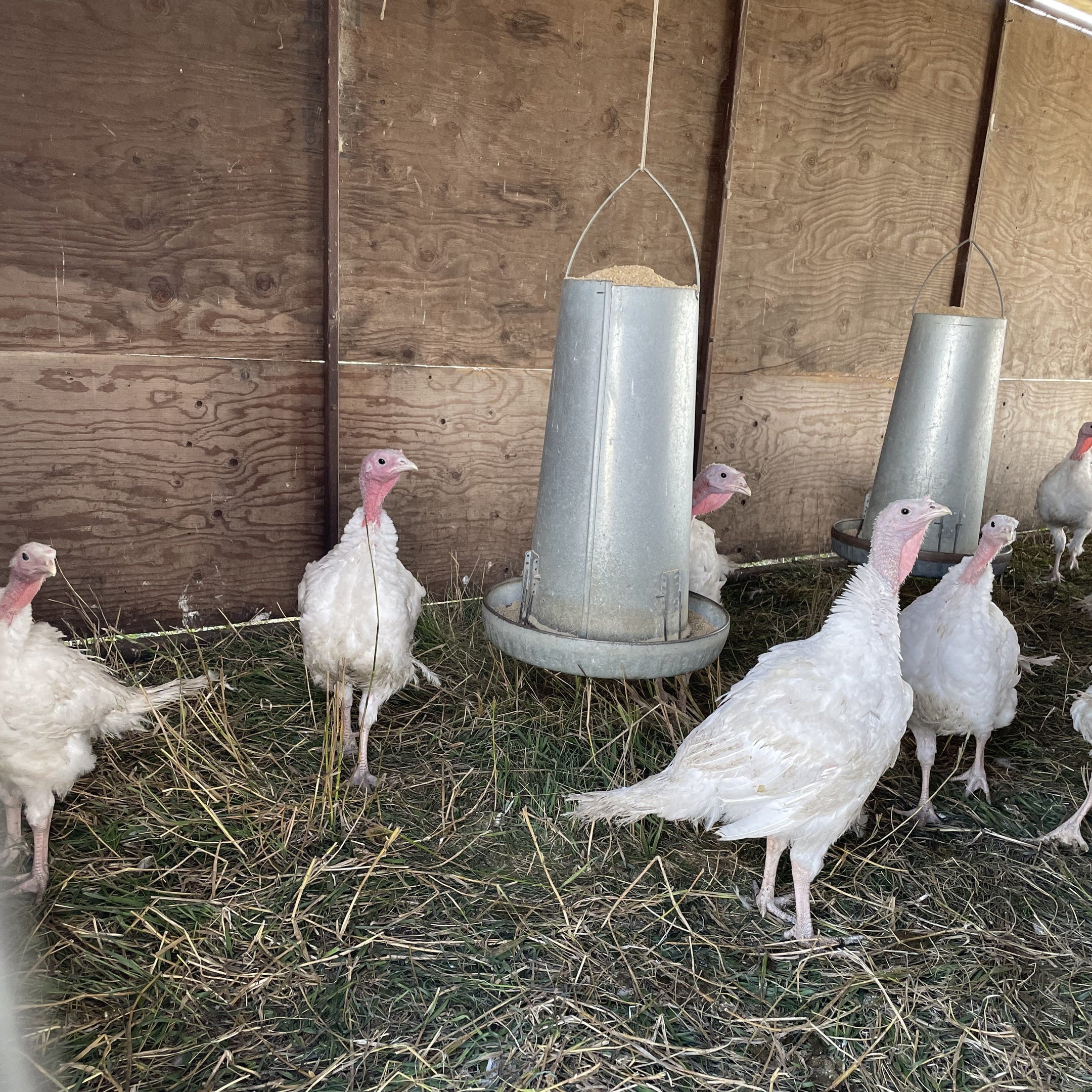 Sunworks Farm | Local Organic Ethical Meat Products