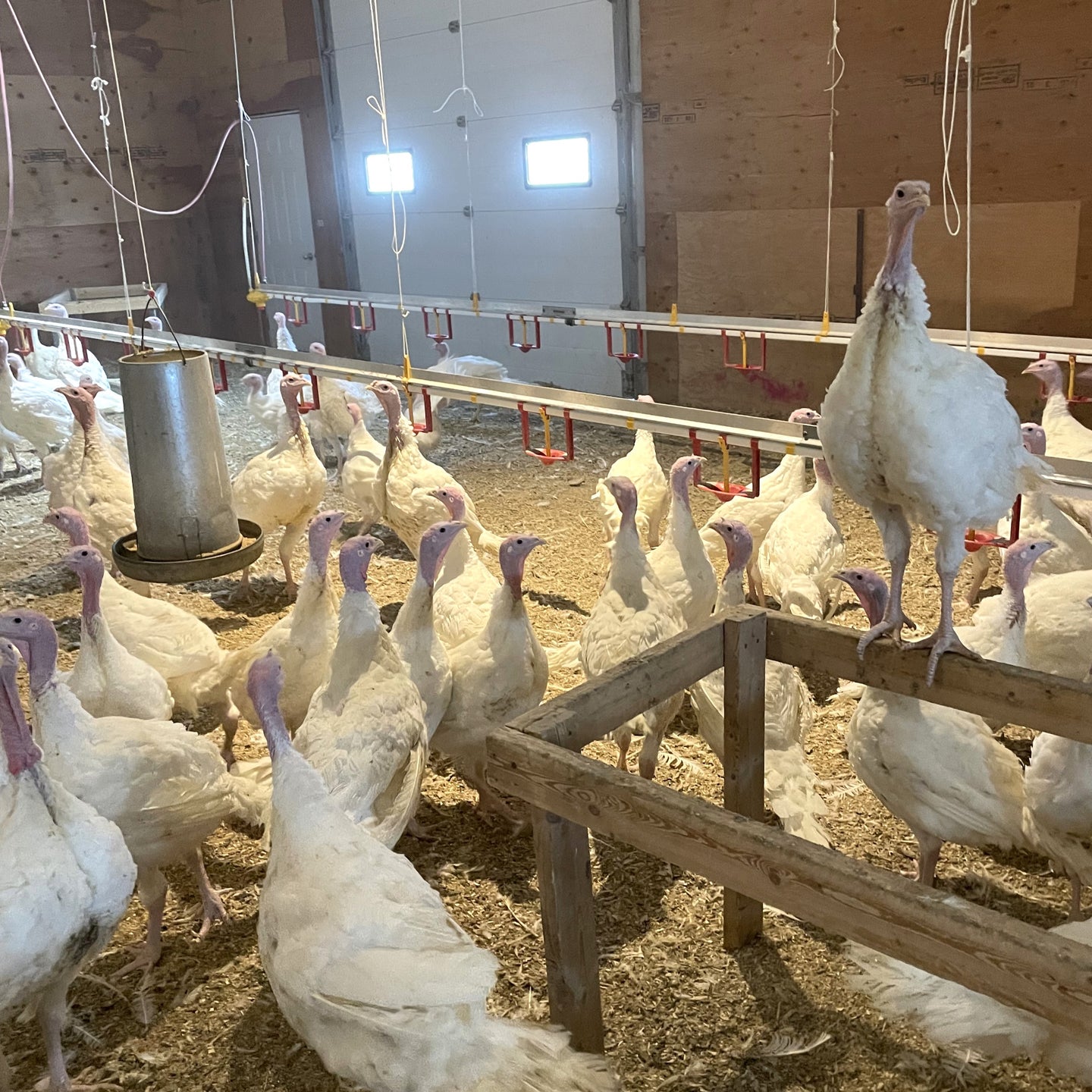 Sunworks Farm | Local Organic Ethical Meat Products