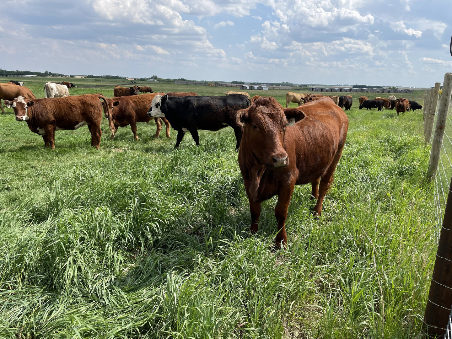 Sunworks Farm | Local Organic Ethical Meat Products