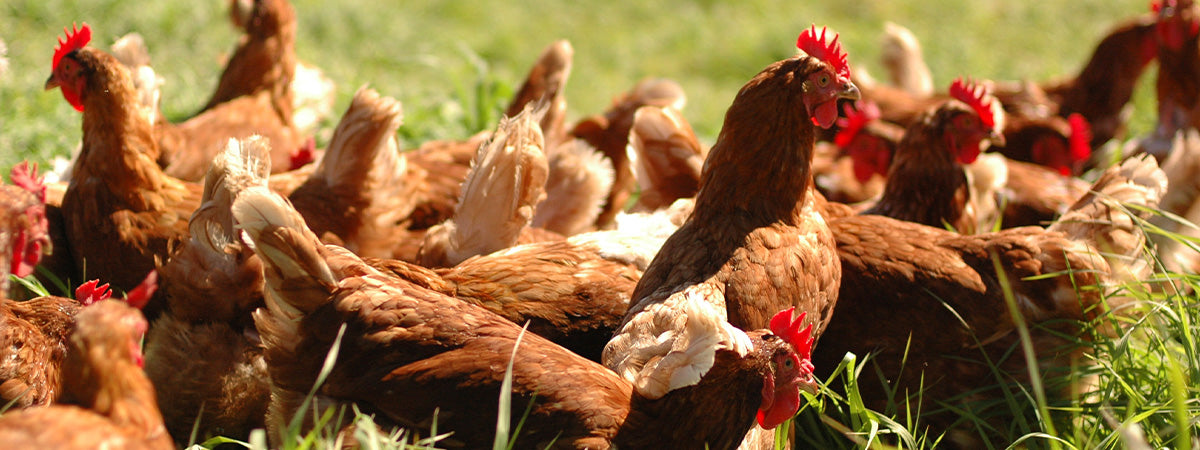 Chicken – Sunworks Farm