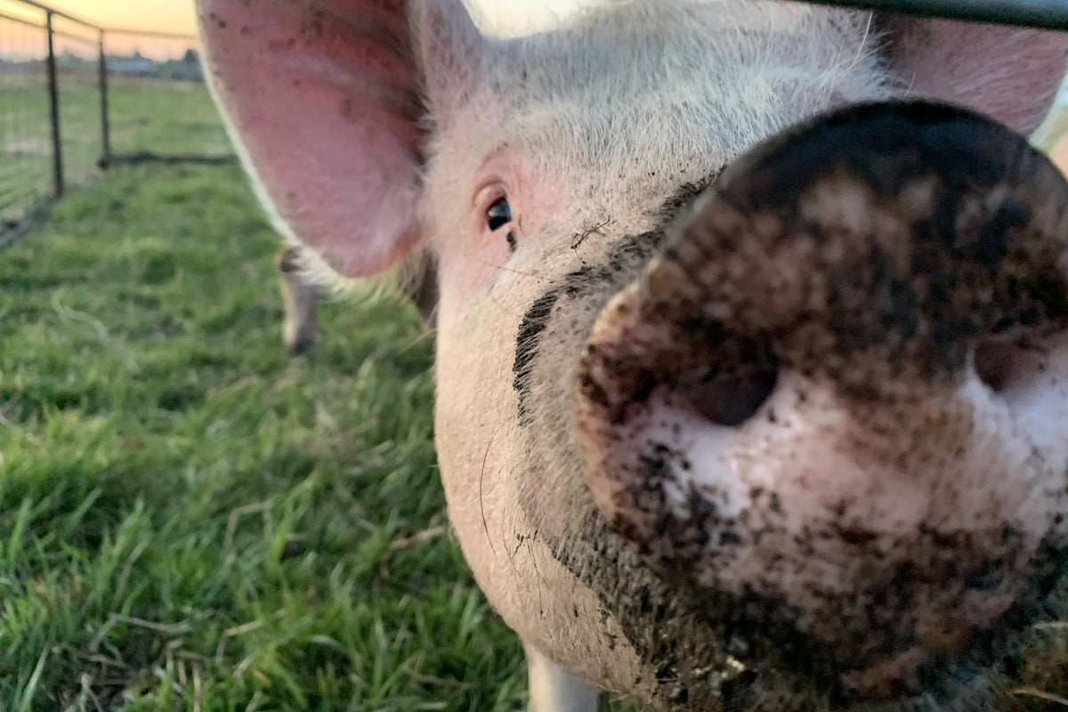 Pork – Sunworks Farm