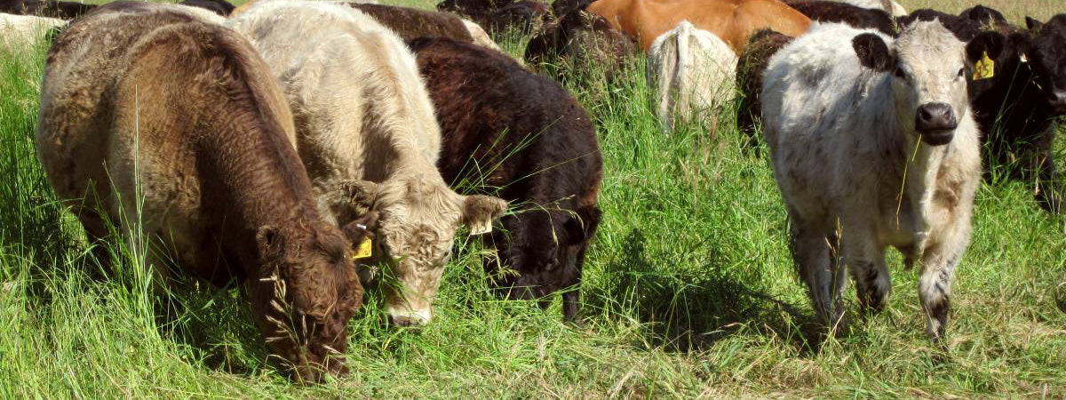 Beef – Sunworks Farm