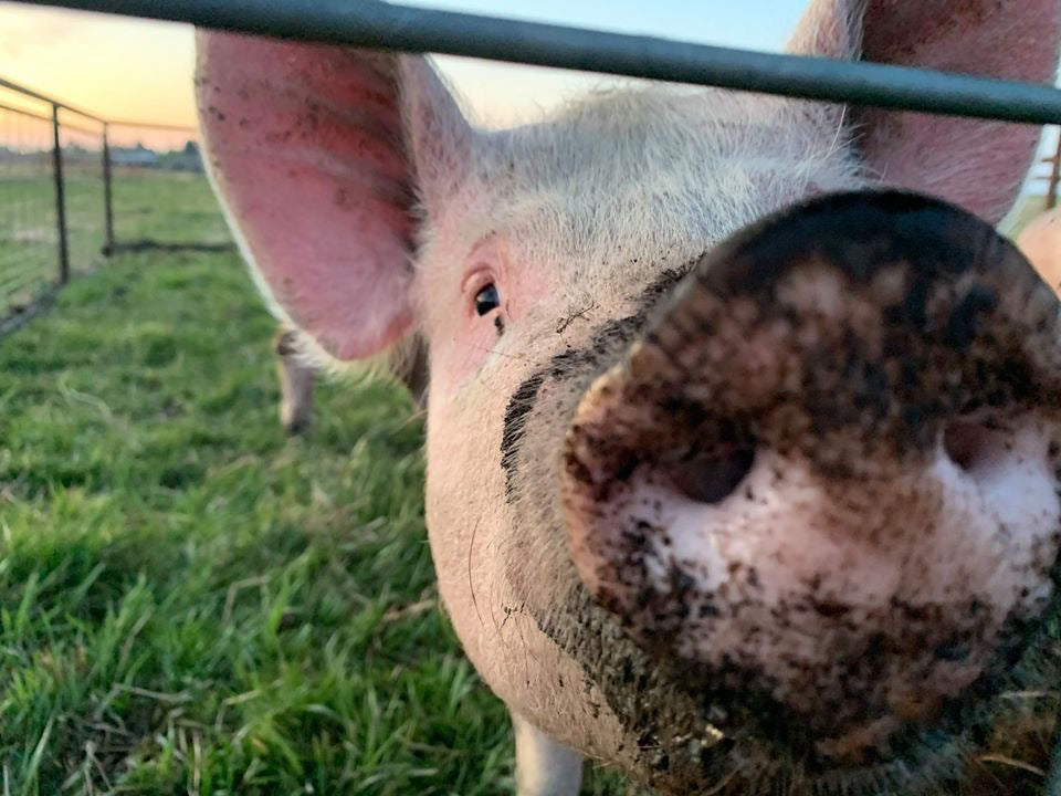 Sunworks Farm | Local Organic Ethical Meat Products