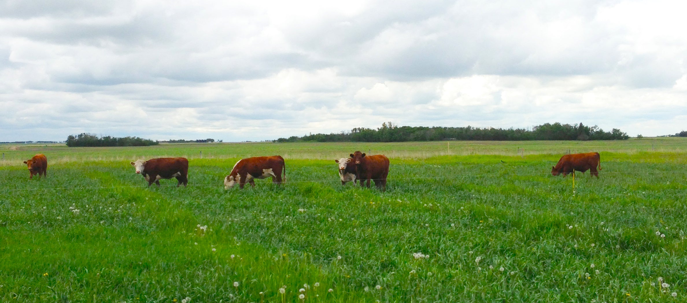 Sunworks Farm | Local Organic Ethical Meat Products