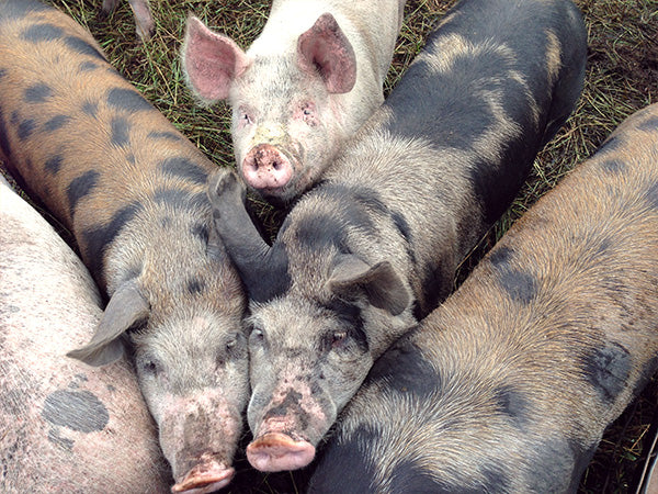 Sunworks Farm | Local Organic Ethical Meat Products